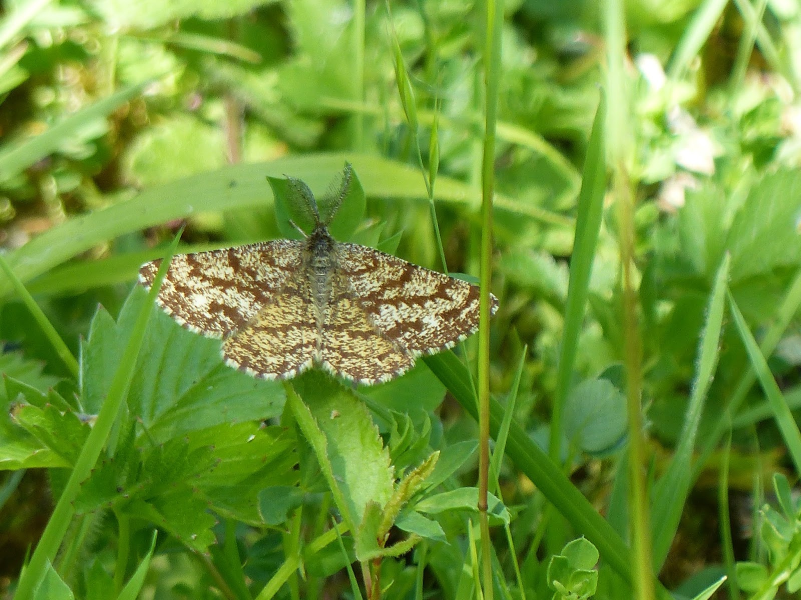 Oxfordshire Wildlife: Day Flying Moths