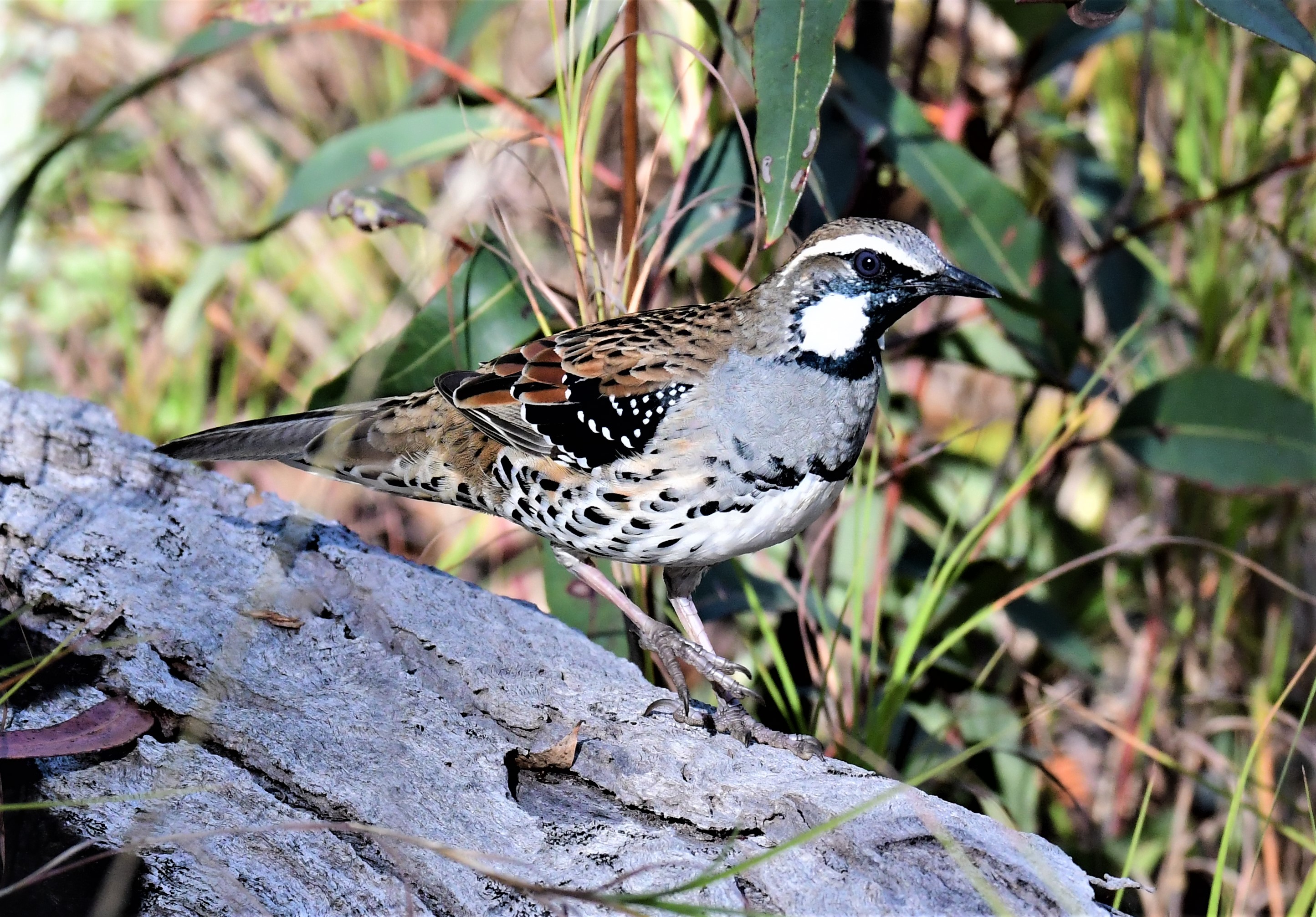 sunshinecoastbirds: Row over Queensland Government permits to kill rare ...