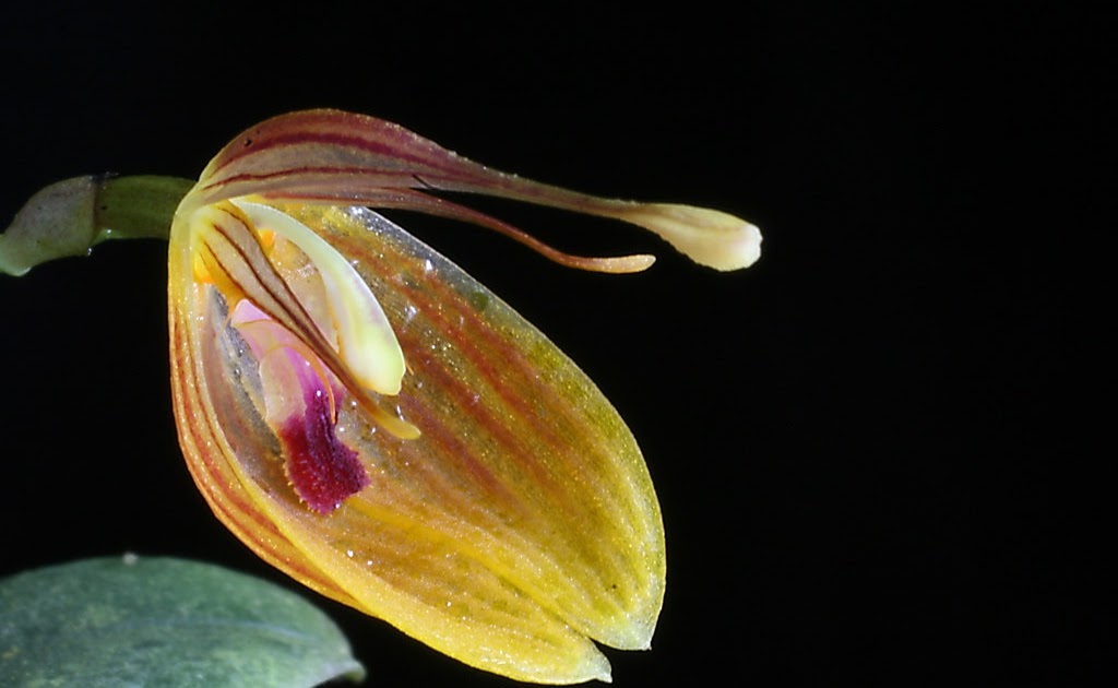 Restrepia care and culture | Travaldo's blog