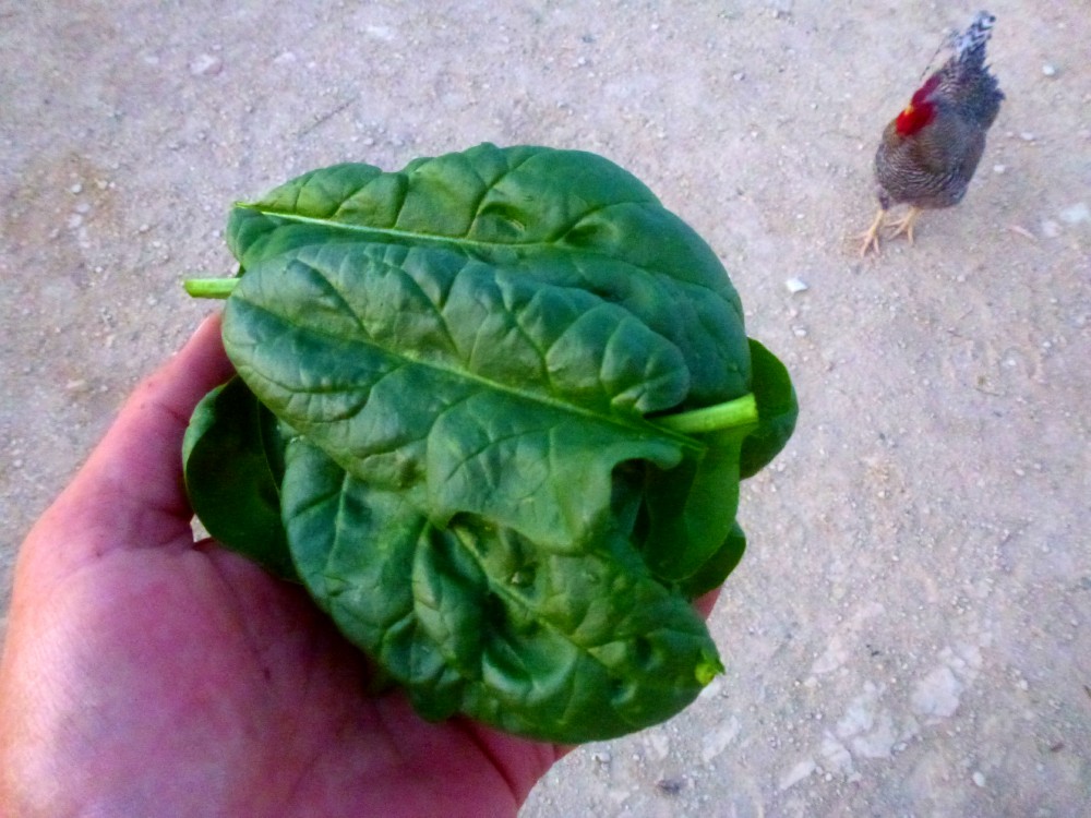 The Field Lab: first spinach
