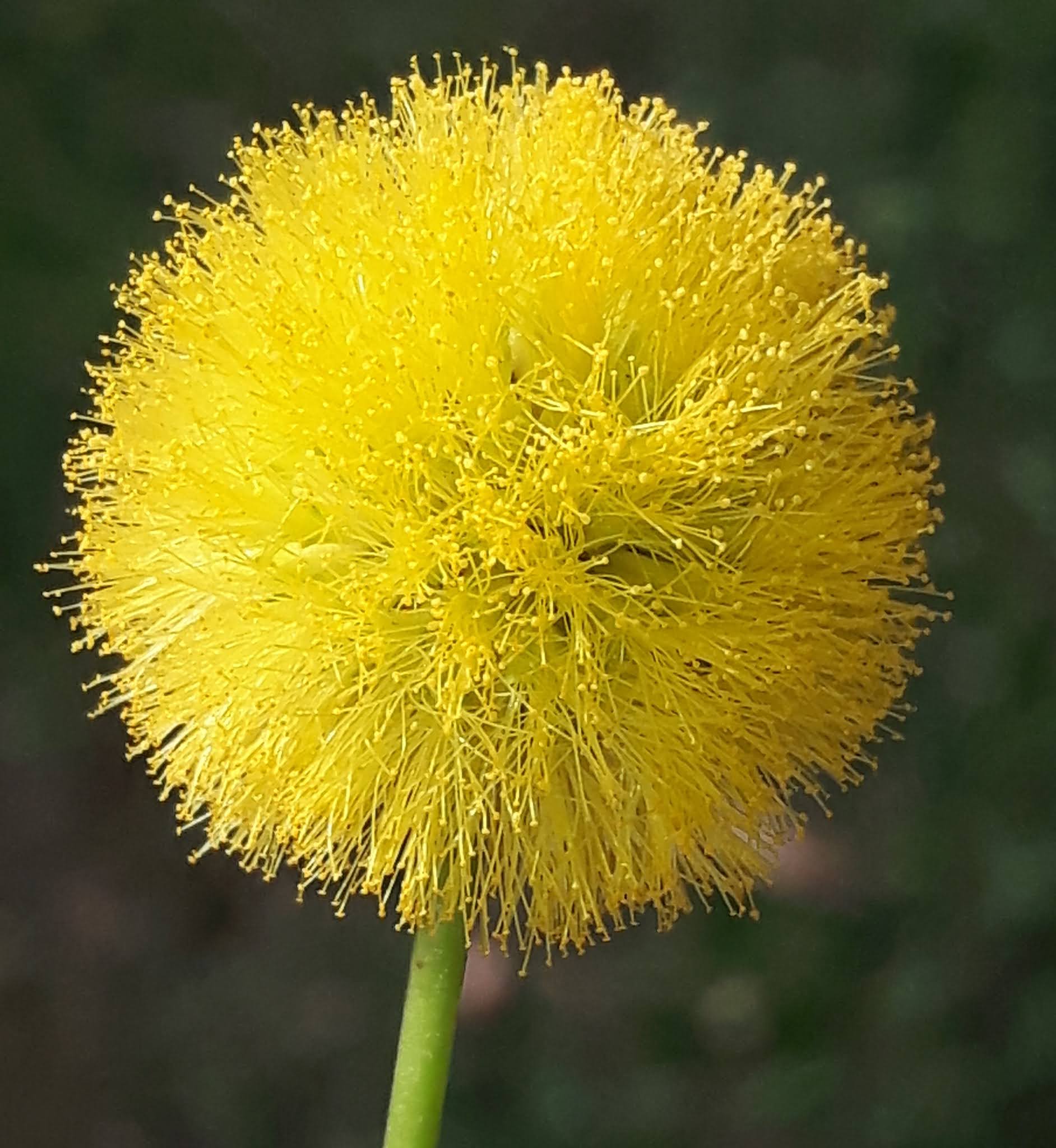Fabaceae - Leguminosae no Brasil: Vachellia