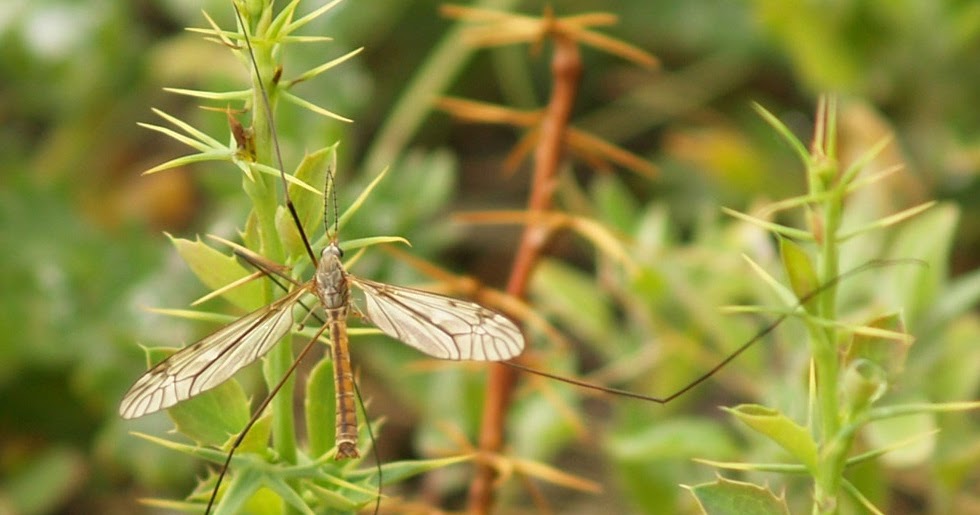 Species New to Science: [Entomology • 2020] Taxonomic Review of Tipula ...
