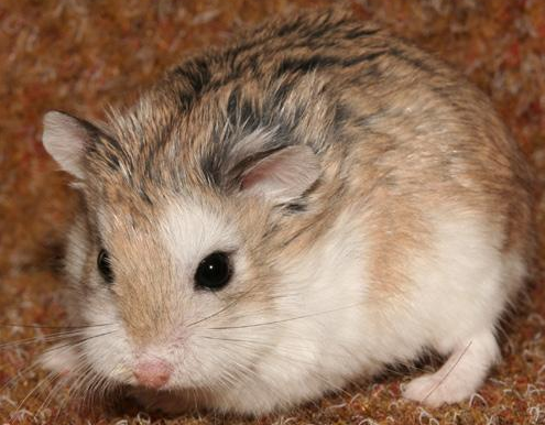 Hamsterul.Ingrijire.Detalii: Achizitionare. Pregatirea custii