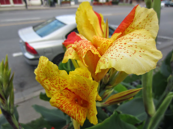 Canna índica o capacho, achira, lengua de dragón... | Plantas