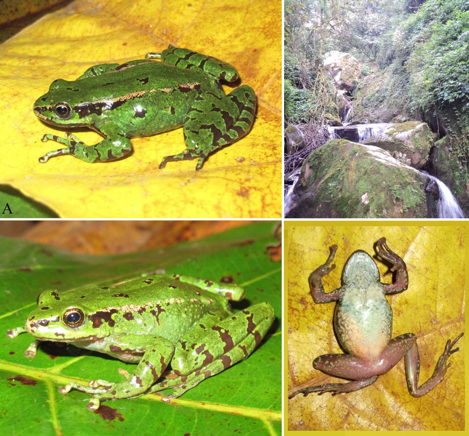 Species New to Science: [Herpetology • 2019] Amolops ottorum • A New ...
