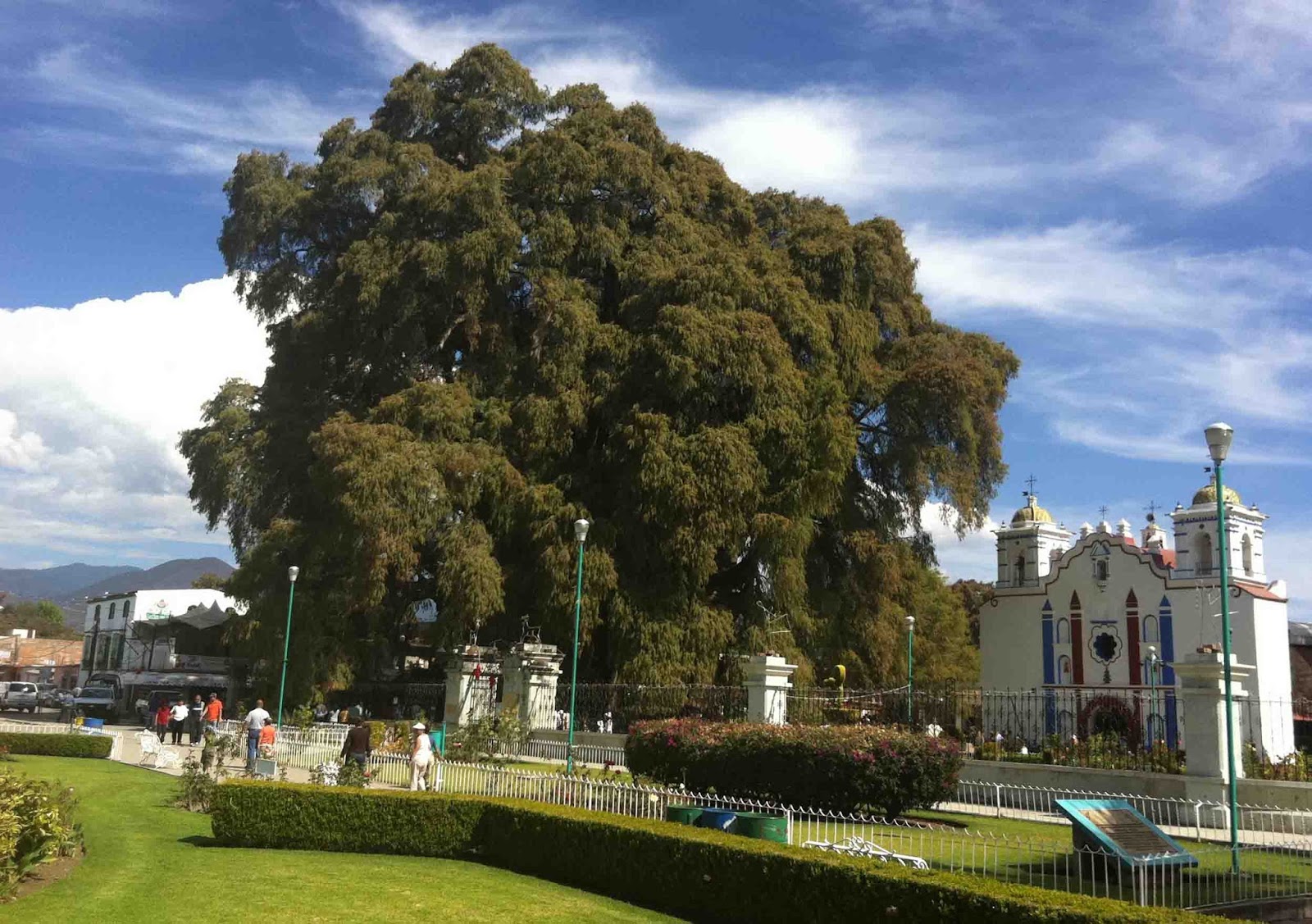 Naturaleza a raudales: EL ÁRBOL MAS ANCHO DEL PLANETA