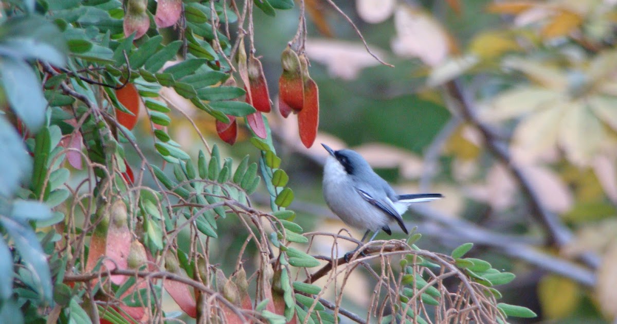 Fabaceae - Leguminosae no Brasil: Fabaceae - Machaerium scleroxylon Tul.