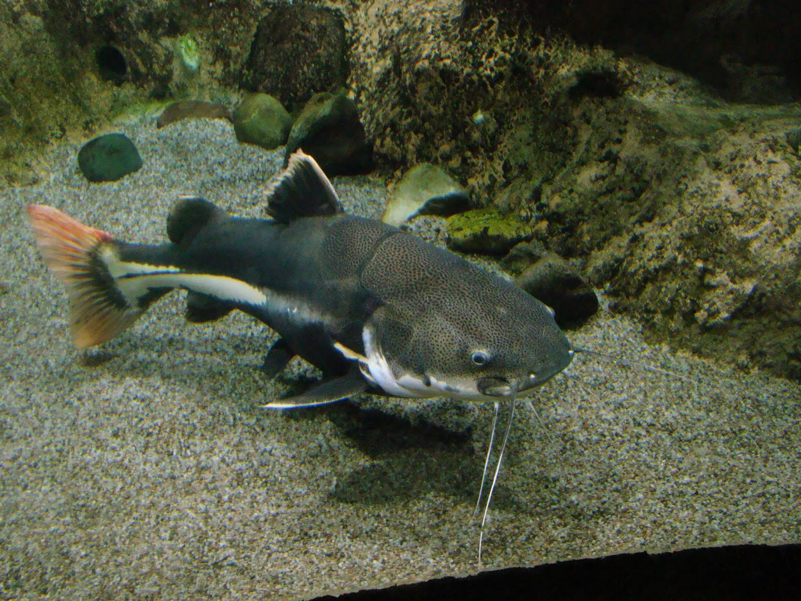 Pirarara (Phractocephalus hemioliopterus)