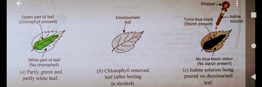 Experiment To Show That Sunlight Is Necessary For Photosynthesis experiment-to-show-that-sunlight-is-necessary-for-photosynthesis