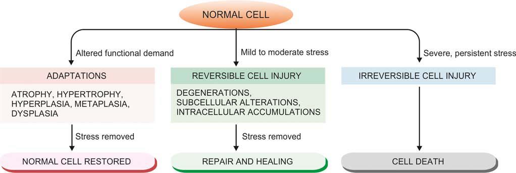 cellular injury ( part 1) l General pathology revision for dental ...