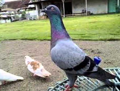 Gambar Burung Merpati Balap Terbang Tinggian dan Dasar Sprint Juara ...