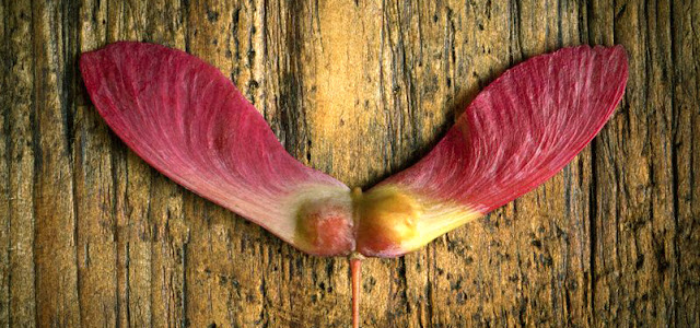 Replant.ca Environmental: The Red Maple tree (Acer rubrum)