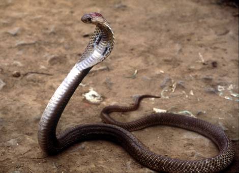 Animal Planet Brasil: Cobra Real