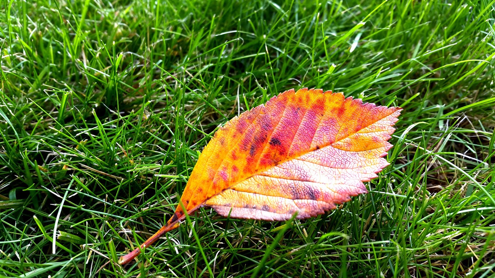 Why Do Leaves Turn why-do-leaves-turn