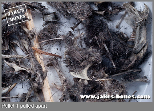 Dissecting bird pellets : Jake's Bones