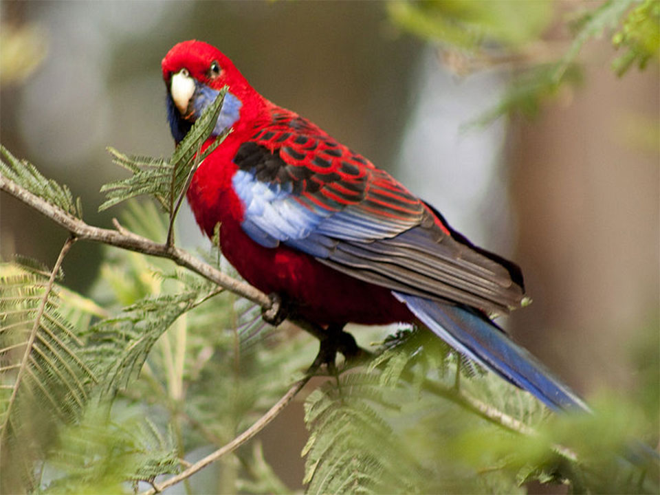 Rosella | Colorful Parrots from Australia