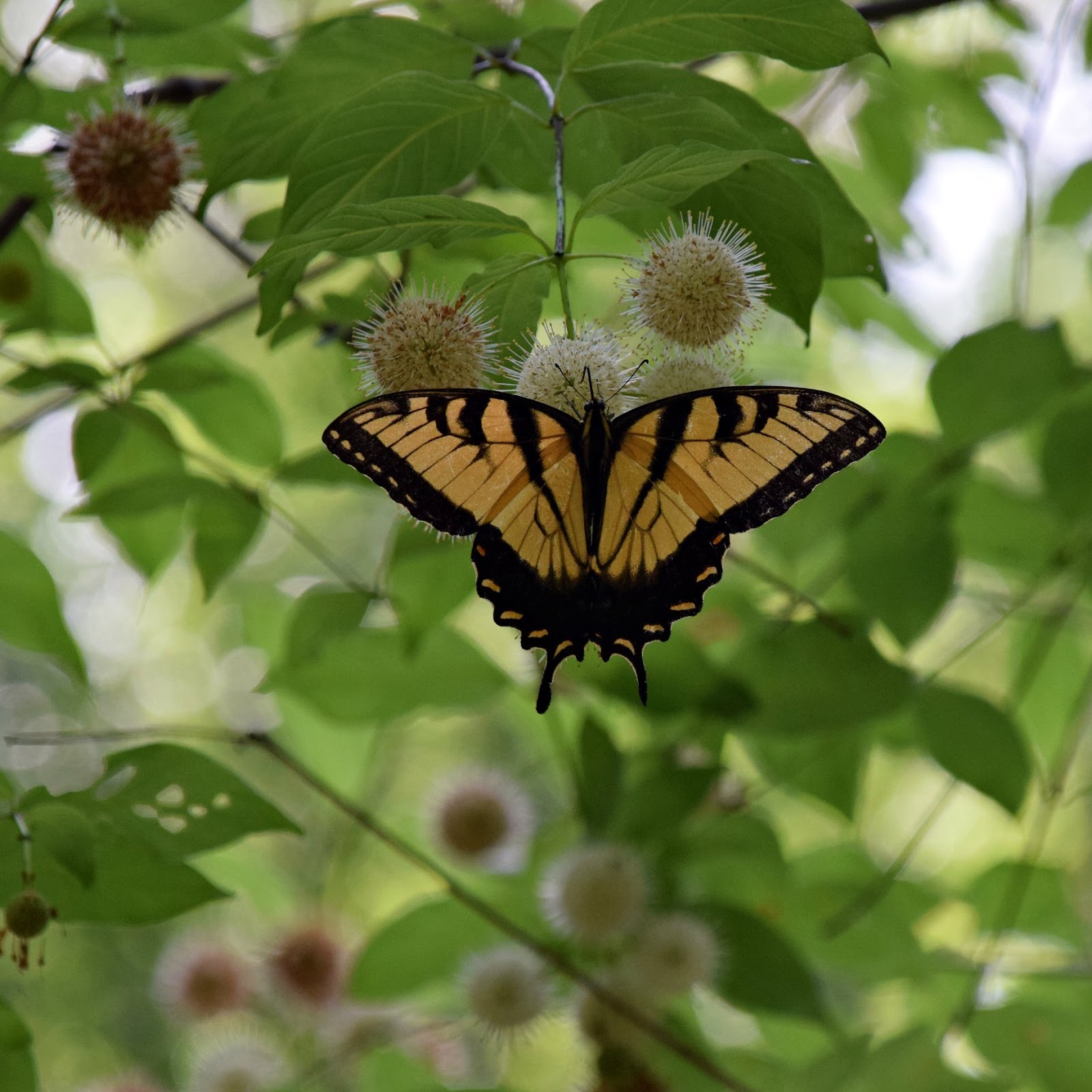 Using Georgia Native Plants: Eastern Tiger Swallowtail – Georgia State ...