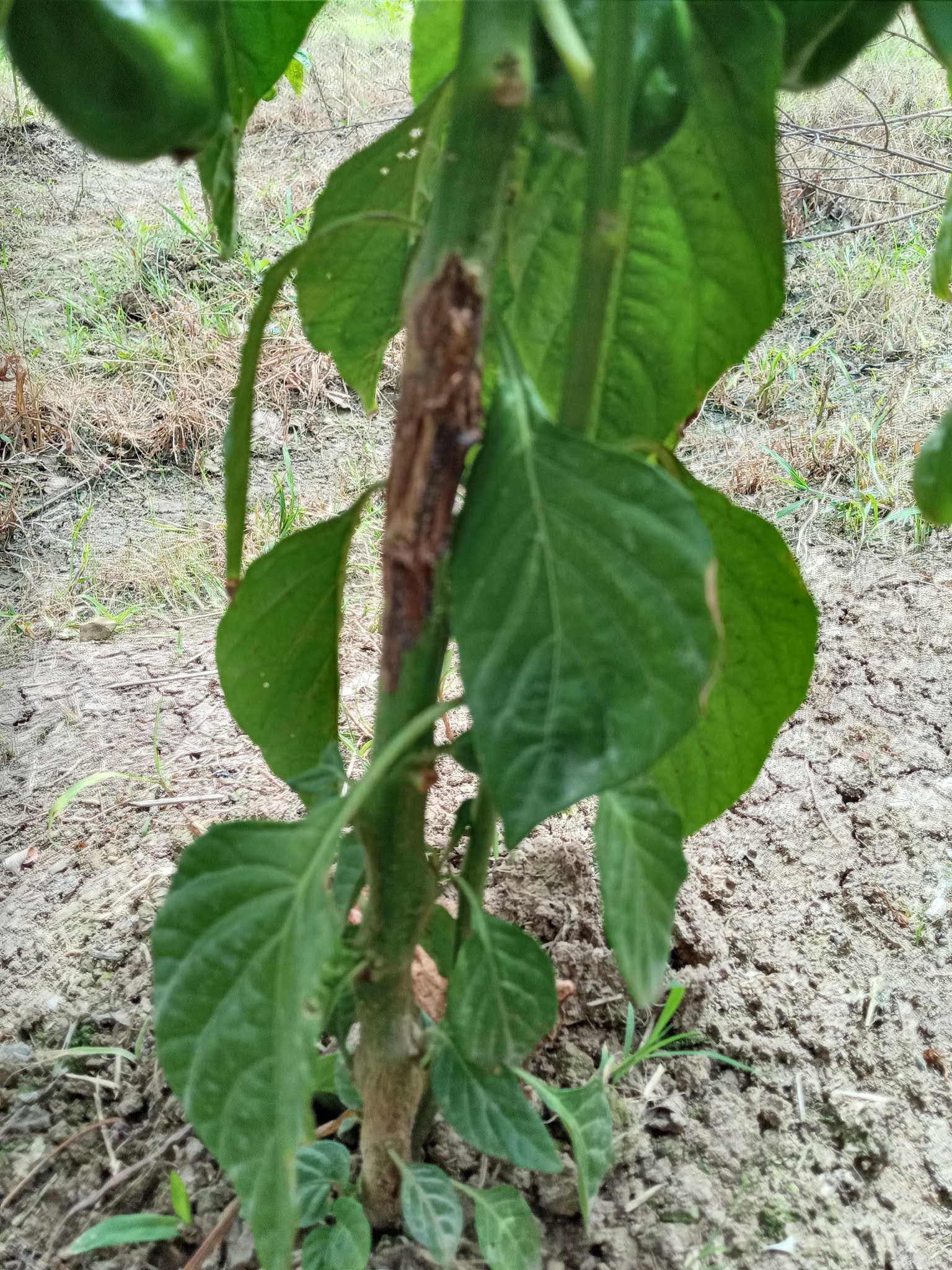 Fungal Diseases Affecting Hot Peppers Production in Penal Rock Road ...
