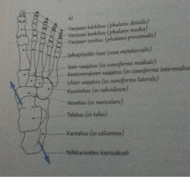 Essin Blogi: Jalkojen hoito