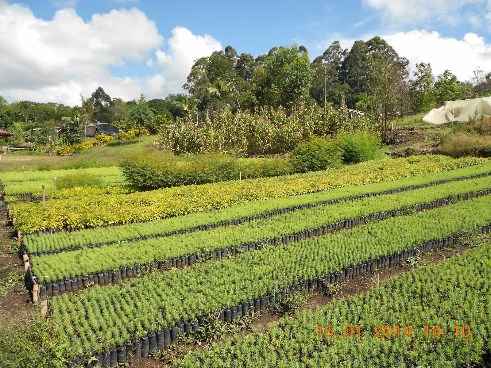 COOPERATIVA AGROFORESTAL DEL CAUCA: VIVERO FORESTAL COOTRAFORC