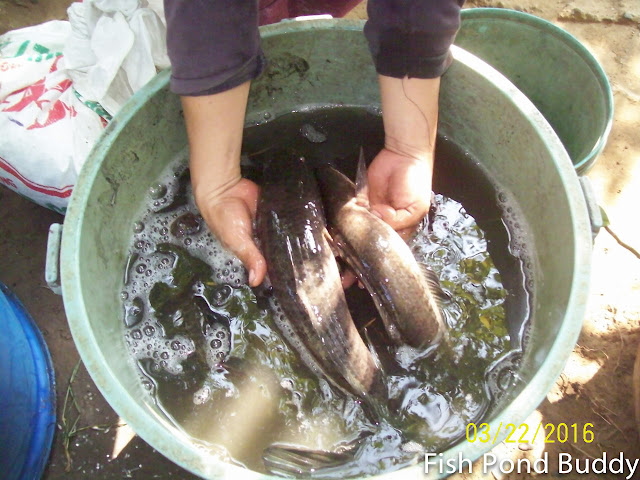 Fish Pond Buddy: Fish Farmer vs. Mudfish ("Dalag")