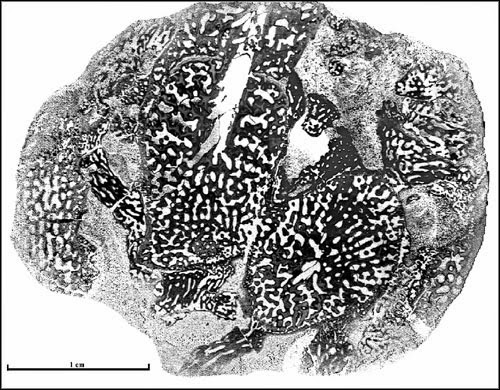 Variety of Life: Archaeocyatha