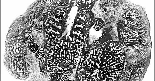 Variety of Life: Archaeocyatha