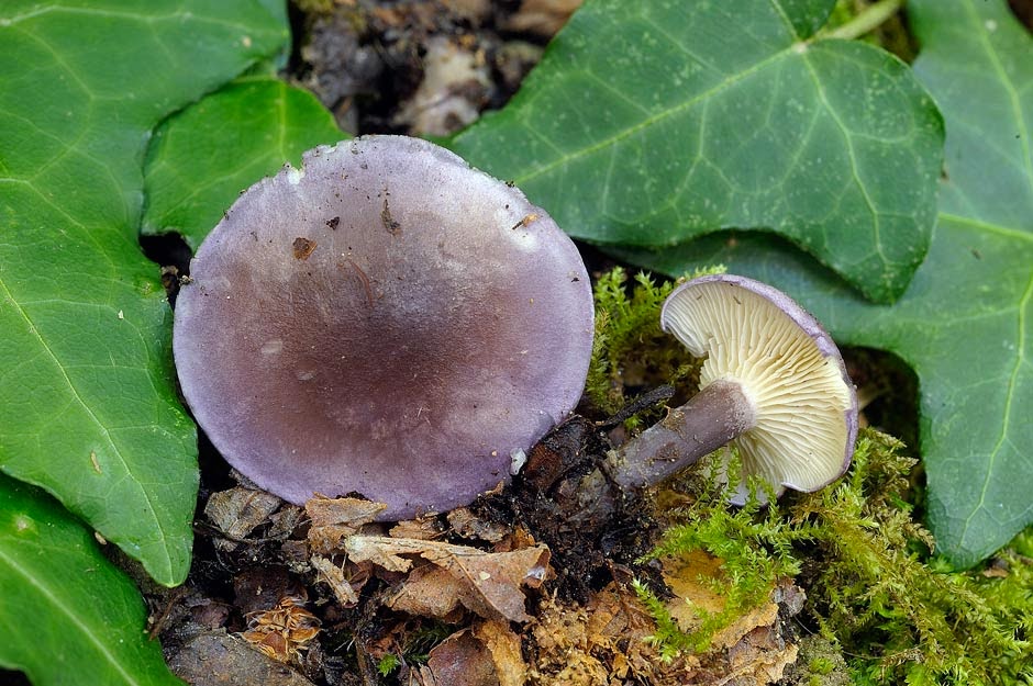 Funghi Teramani: Calocybe ionides (Bull.) Donk