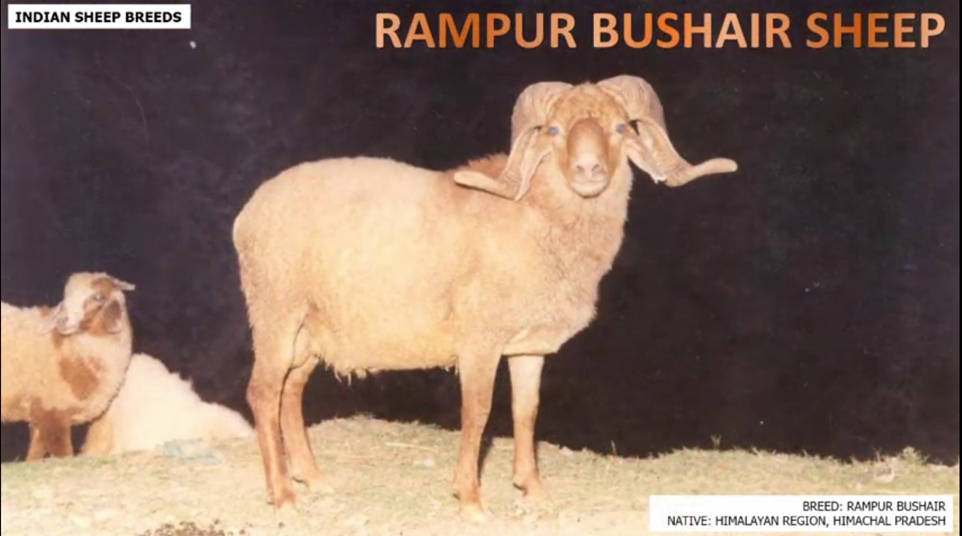 Most Popular Sheep Breeds of India