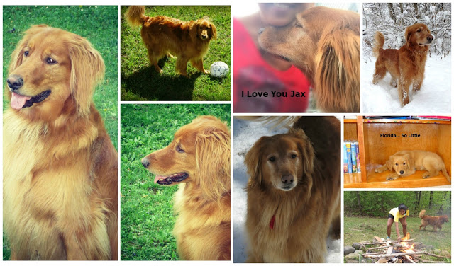 Nadiya...Loving Every Moment: A Pet's Ten Commandments And so Much More