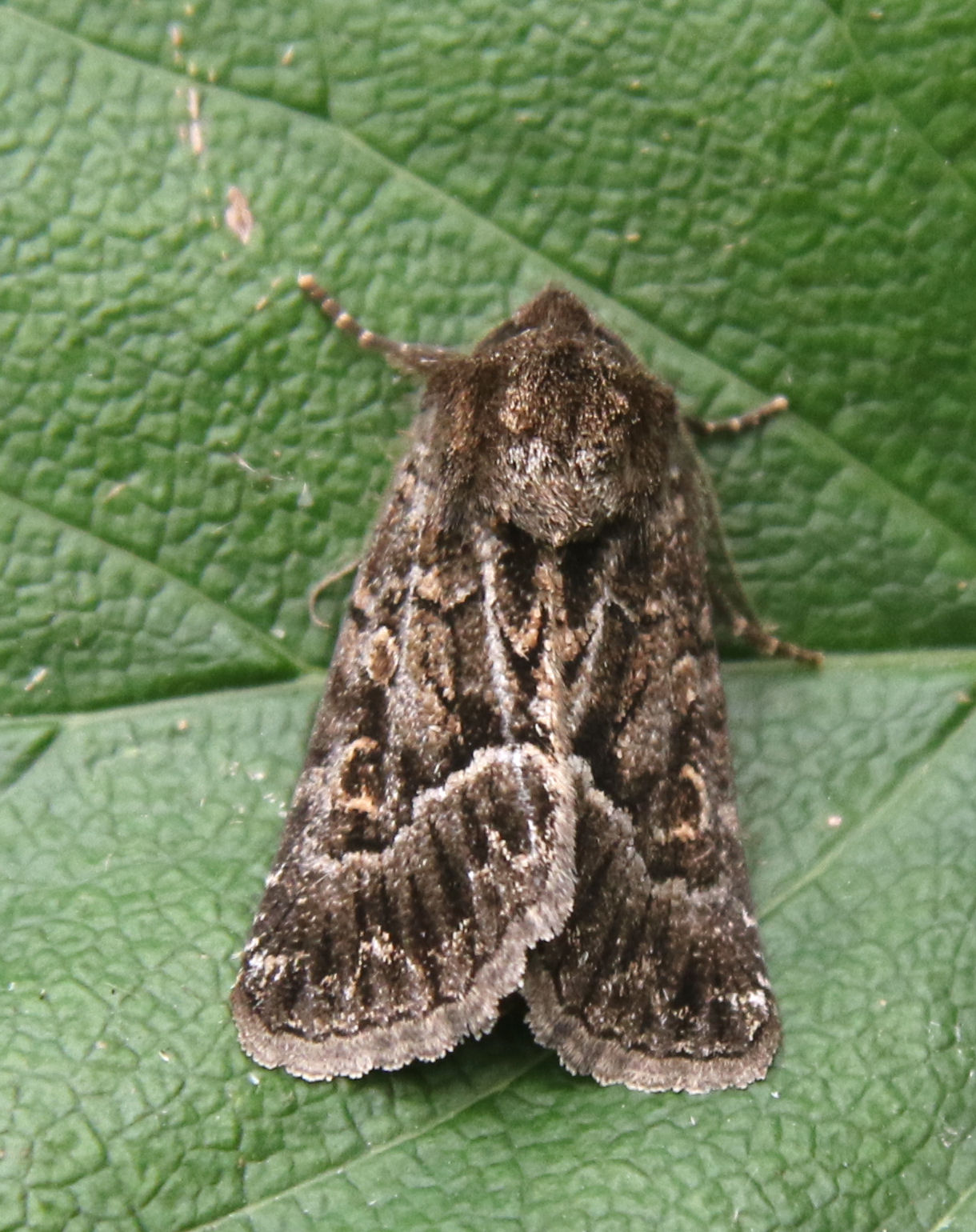 Birding with Flowers: Week 3 of Specials