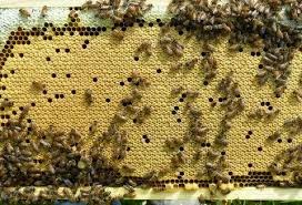 Science-Based Art of Alaska, LLC: This is what a healthy brood pattern ...