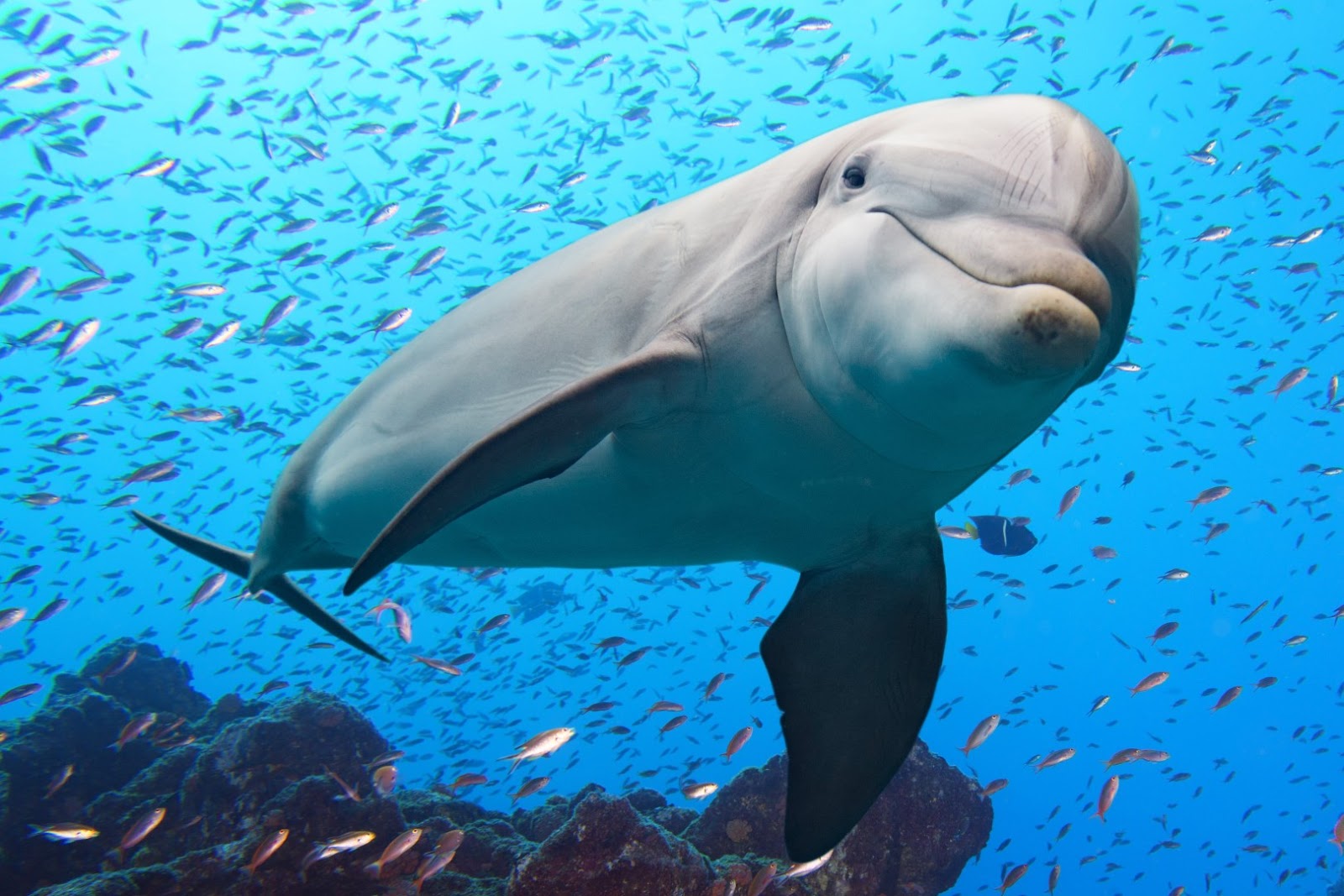 Sea Life Of Marine Animal Facts About Ocean Mammals sea-life-of-marine-animal-facts-about-ocean-mammals