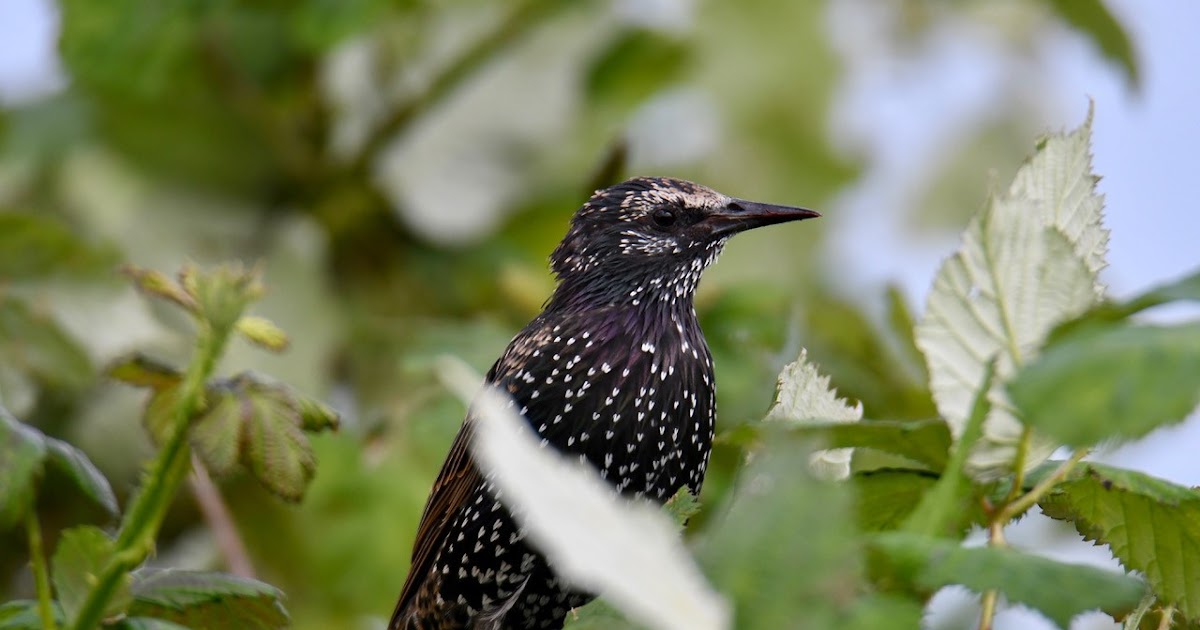 NI Bird Pics: Kevin Kirkham - Starling