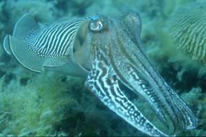 Universo Animal: ¿Qué clase de animal es la sepia?