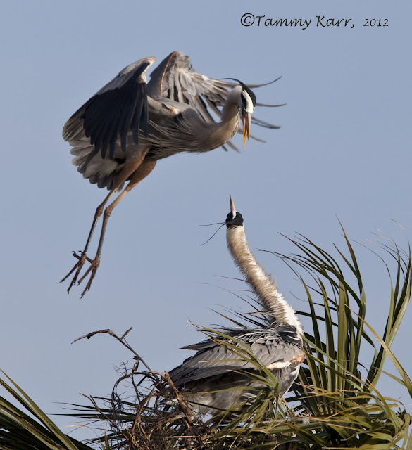 i heart florida birds: Angry Birds