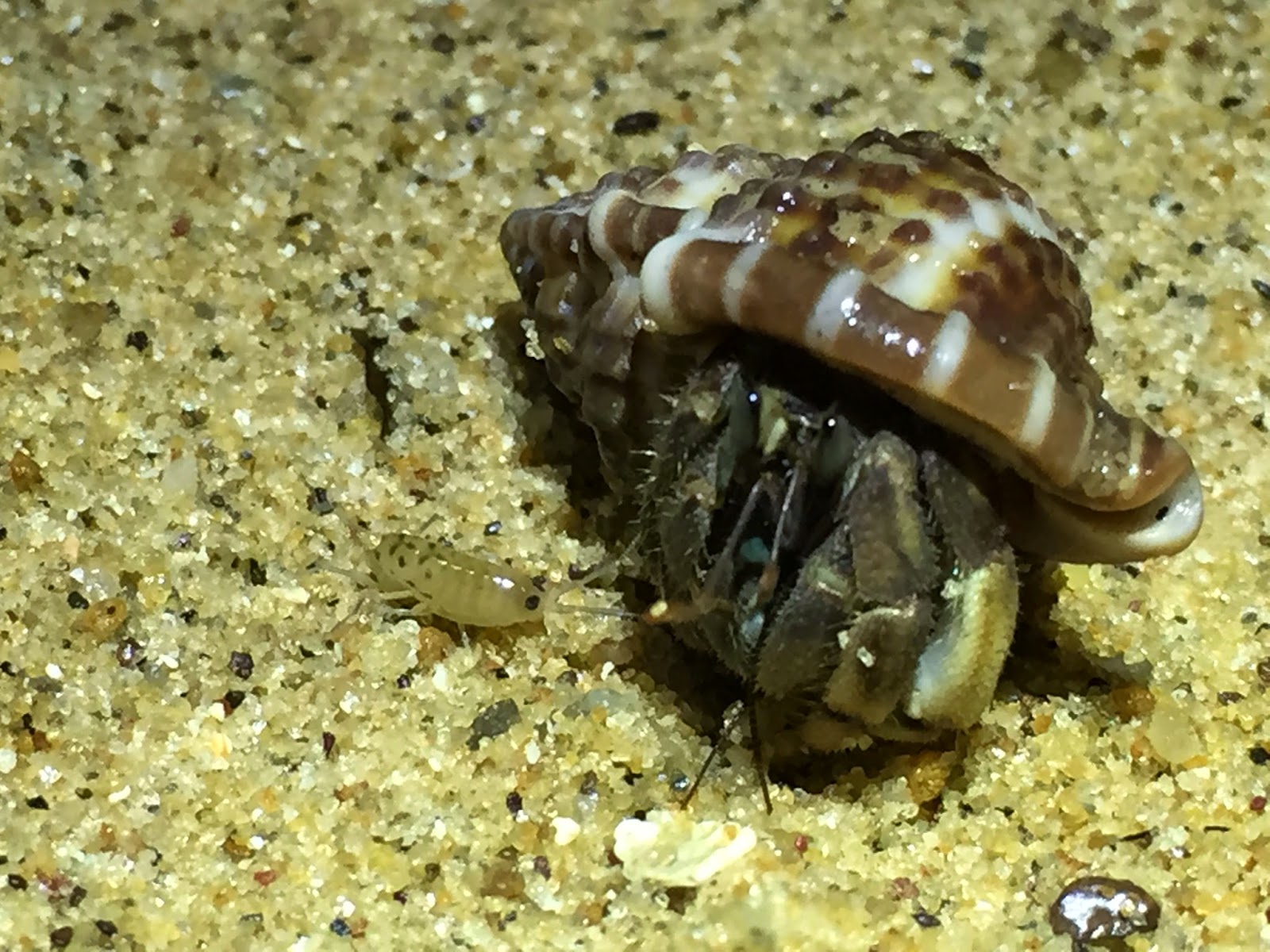 La Bonne Vie!: Understanding the Umang-umang