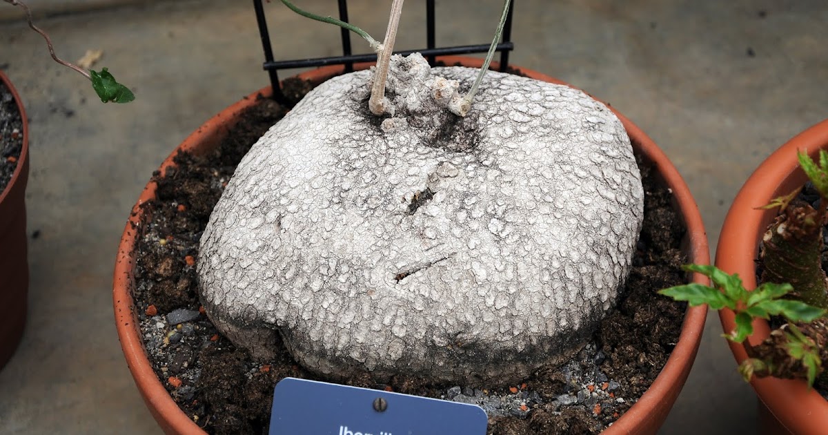 Las plantas y sus usos: Beneficios para la salud del wereque