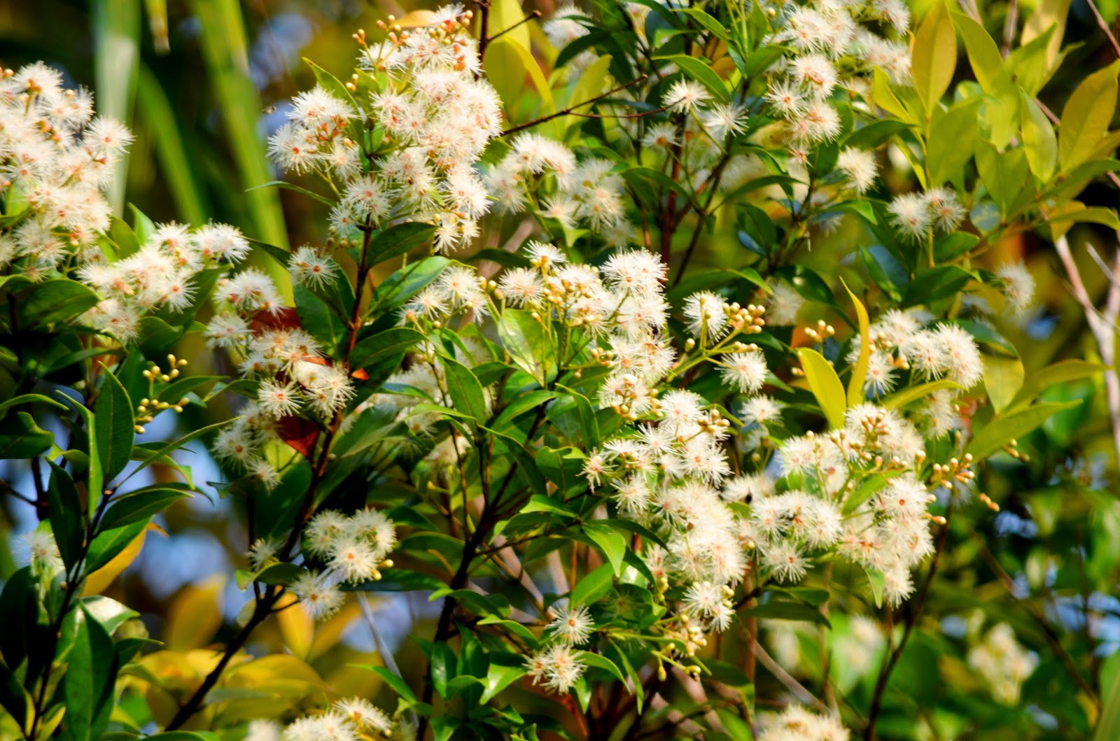 The Kambatik Park, Bintulu.: Oleina buds bursting into flowers