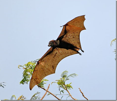 Animales en el Planeta: El zorro volador filipino (Acerodon jubatus ...
