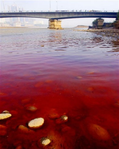 Deformutilation: Red Tides and Algae Blooms