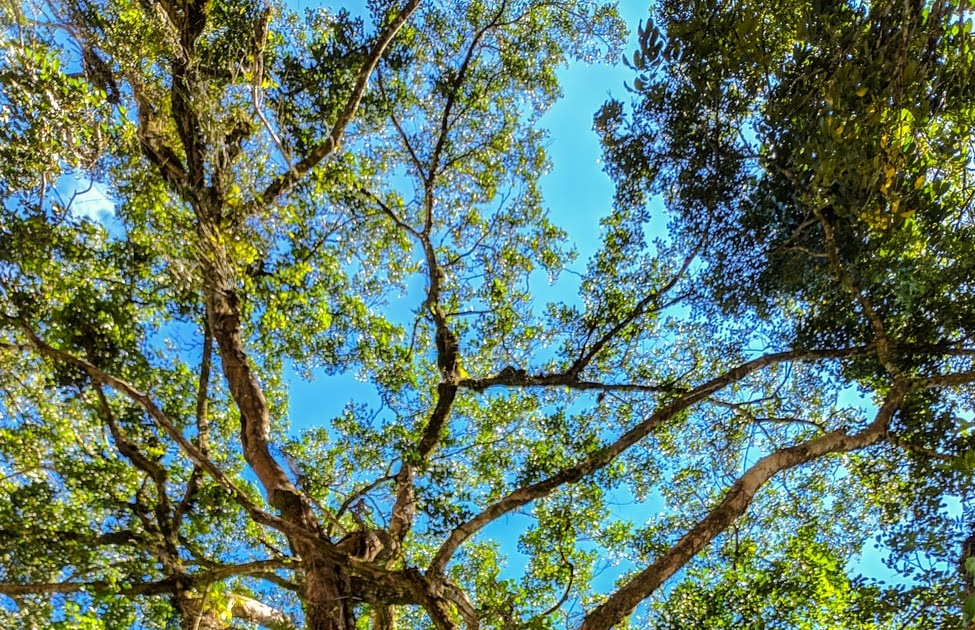 Guru Inspiratif: SEMAKIN TINGGI POHON, SEMAKIN KENCANG ANGIN YANG BERTIUP Guru Inspiratif: SEMAKIN TINGGI POHON, SEMAKIN KENCANG ANGIN YANG BERTIUP
