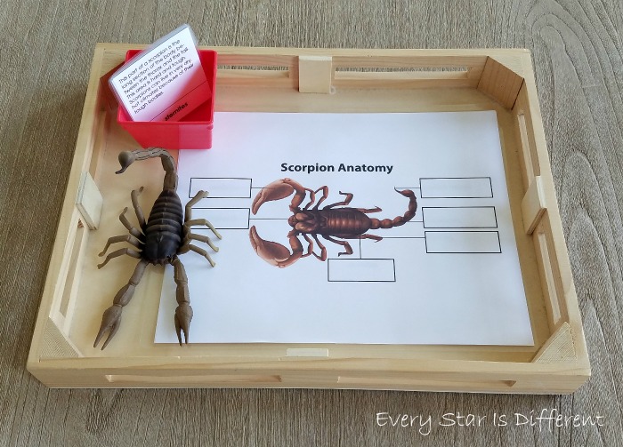 Montessori-inspired Arachnid Activities for Elementary Students with ...