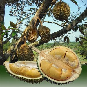 Durian Info: The Origin of Durian