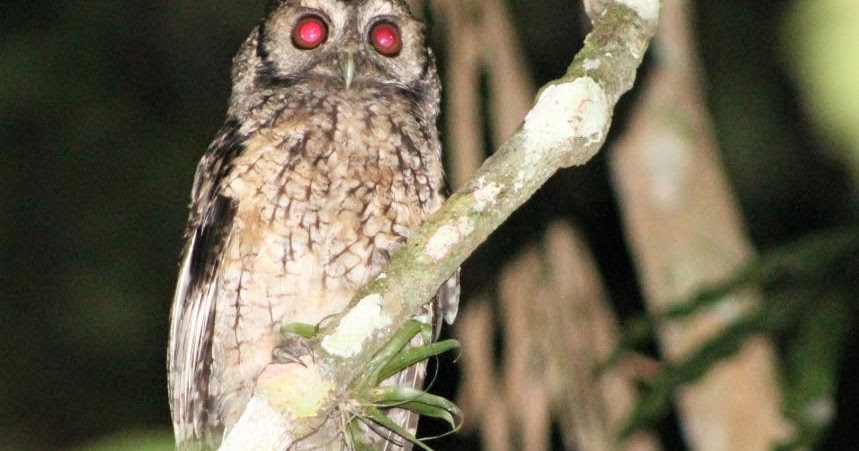 Tierra de lechuzas, búhos, mochuelos, autillos, cárabos: Autillo ...