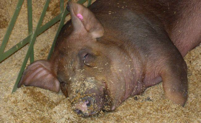 COLERA PORCINO (PPC)