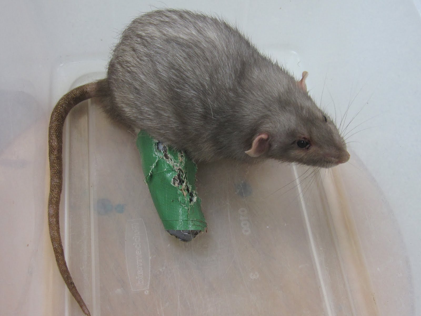 Celestial Ramblings: The Story of Spike