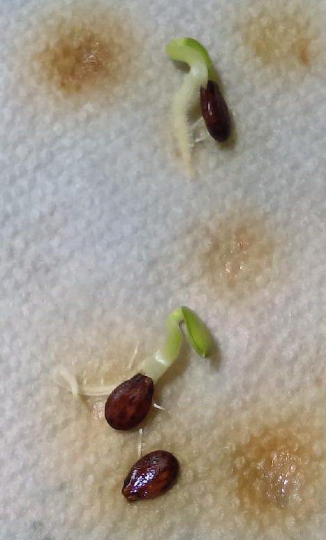 Foto Blog Puerto Rico: Germinación de Semillas de Melón en Bolsas Plásticas