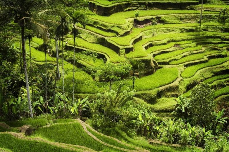 Mengenal Subak Bali Yang Menjadi Perhatian Dunia | Pengadaan (Eprocurement)