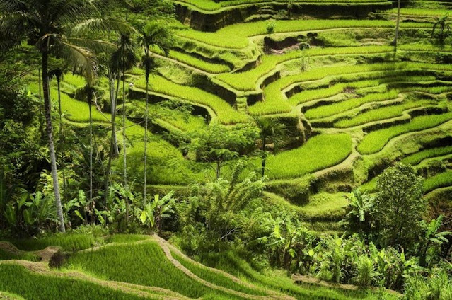 Mengenal Subak Bali Yang Menjadi Perhatian Dunia | Pengadaan (Eprocurement)